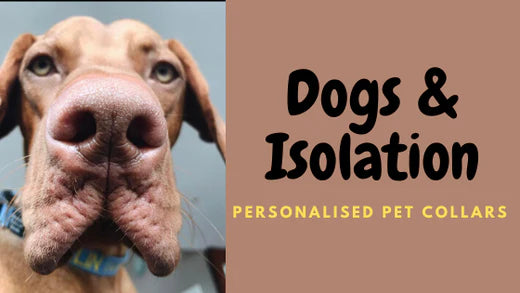 Dogs in a Covid-19 World – PetCollars.sg Singapore