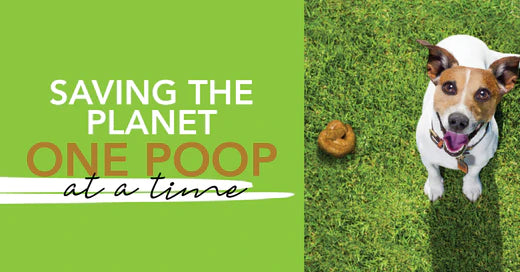 Is Your Dog Poo Killing the Planet? – PetCollars.sg Singapore