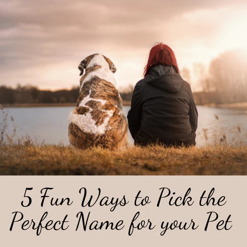5 Fun Ways to Pick a Perfect Name for Your Pet – PetCollars.sg Singapore