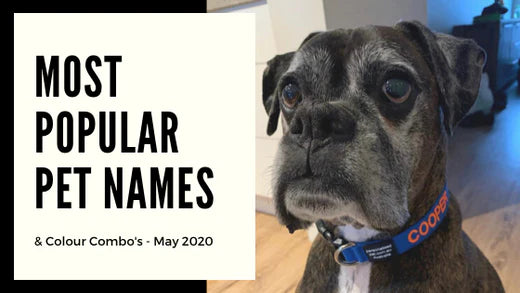 Most Popular Dog & Cat Names - May 2020 – PetCollars.sg Singapore