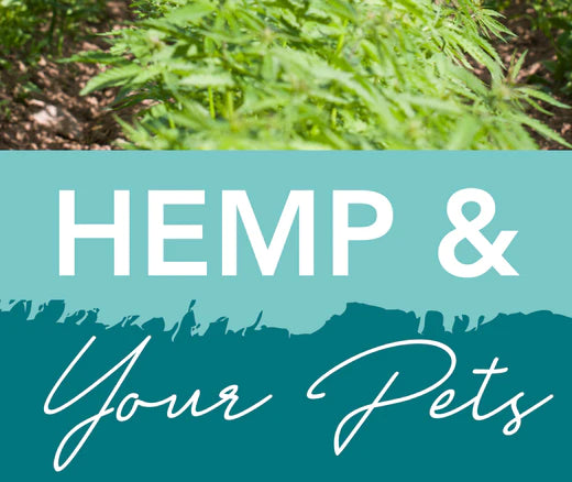 How can Hemp help Your Pets Health – PetCollars.sg Singapore