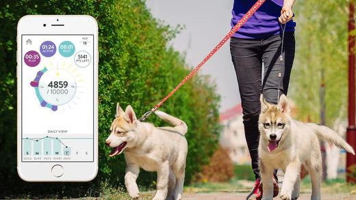 World's Best Dog Activity Trackers – PetCollars.sg Singapore