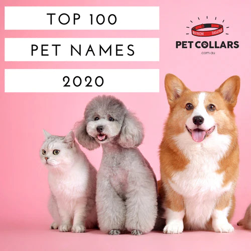 100 Most Popular Pet Names in 2020 – PetCollars.sg Singapore
