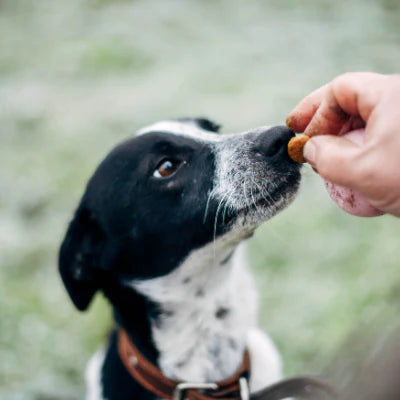 Handy Training Tips for Dog Owners – PetCollars.sg Singapore